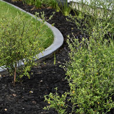 Longlands Matamata - Rapid Lawn