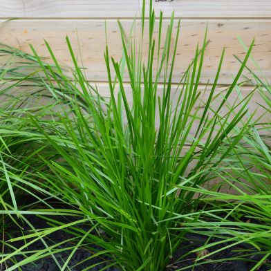 Longlands Matamata - Rapid Lawn