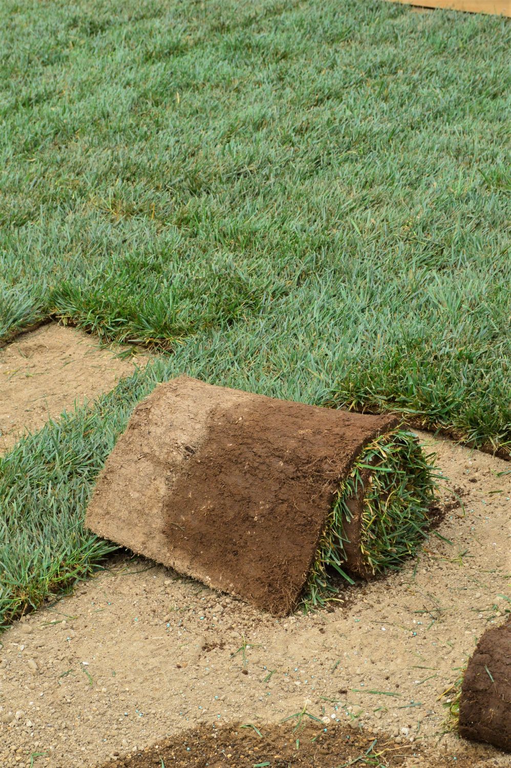 Roll out turf - Rapid Lawn